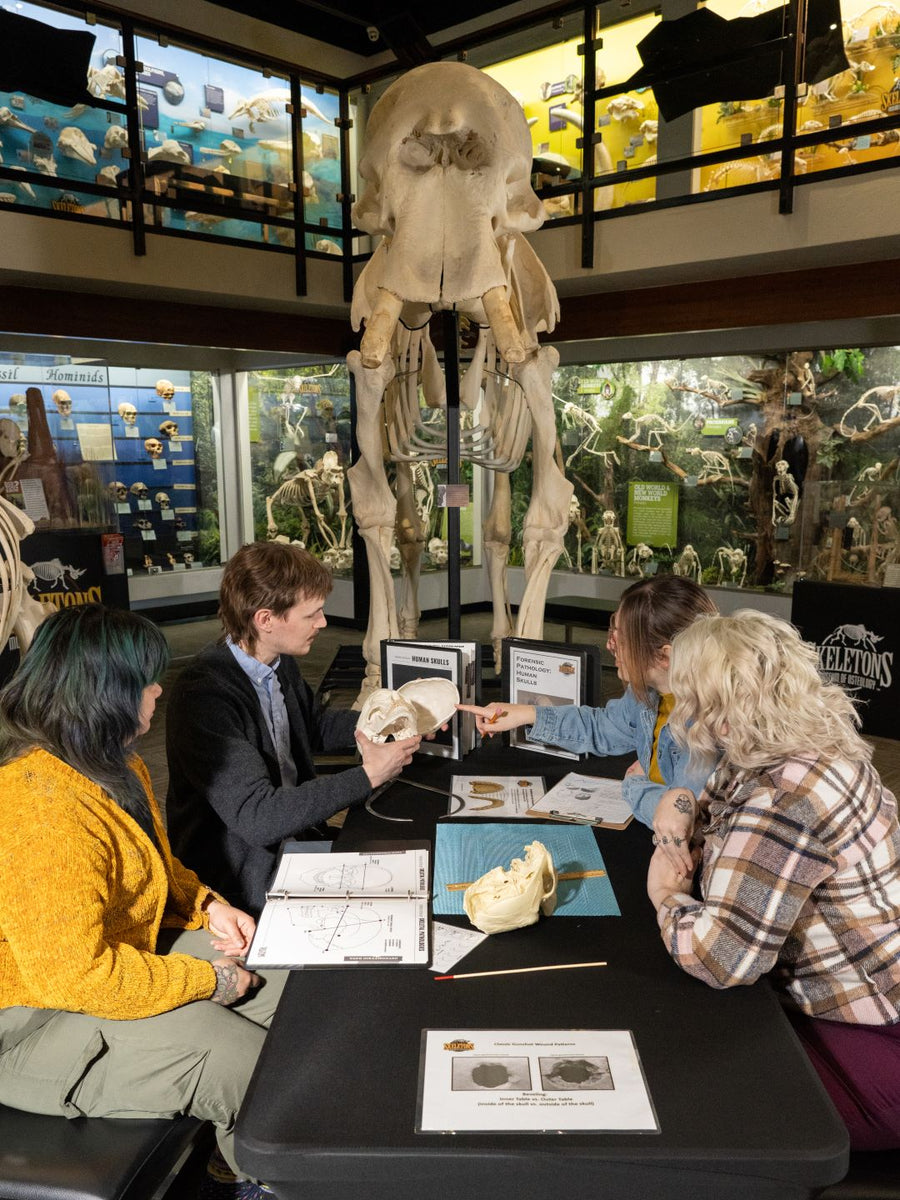 Forensic Night 21+ Event – SKELETONS: Museum of Osteology