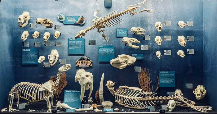 Order Tickets – SKELETONS: Museum of Osteology