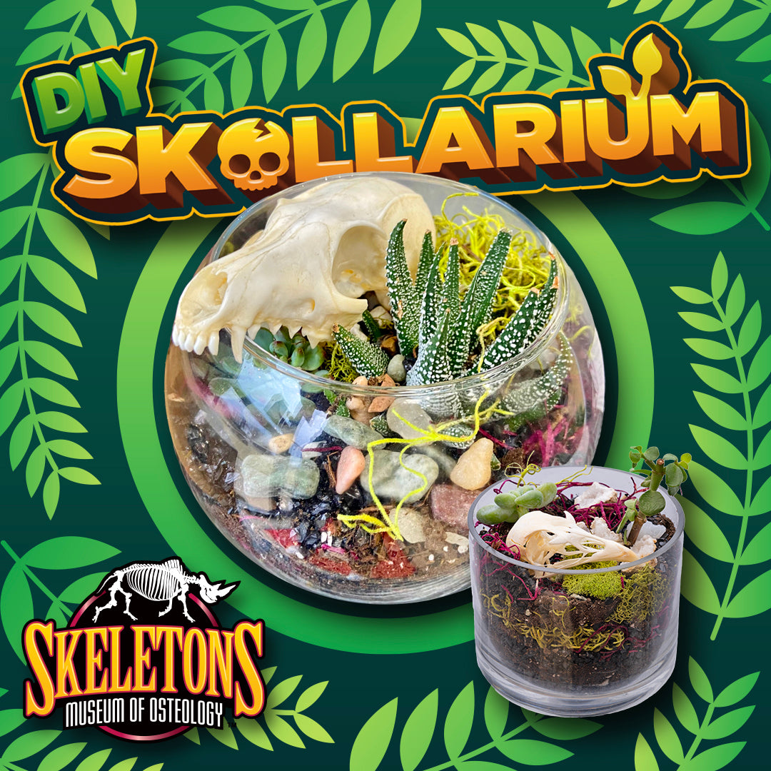 Skullarium DIY – SKELETONS: Museum of Osteology