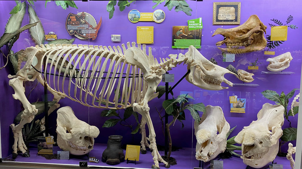 SKELETONS: Museum of Osteology
